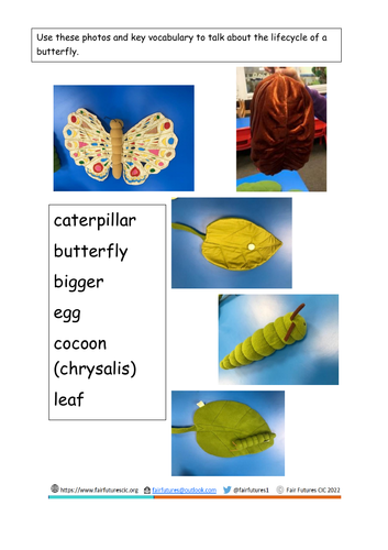 Butterflies - the small tortoise shell and lifecycle | Teaching Resources