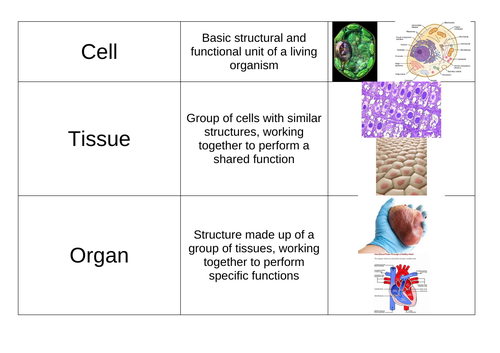 KS3_science_cells | Teaching Resources