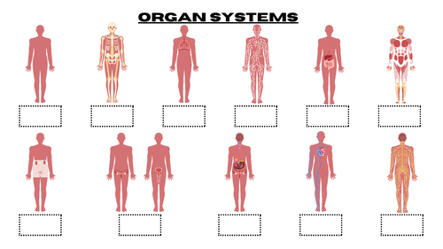 Organ Systems Cut and Stick | Teaching Resources