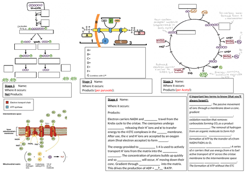 Revision Summary sheets and answers OCR A Biology A level Y12/13 ...