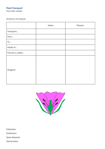 Bio GCSE Revision Worksheet - Transport / Nutrition | Teaching Resources