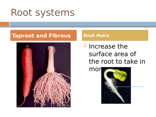 PowerPoint: Root, Stems and Leaves | Teaching Resources