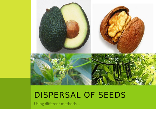 PowerPoint: Dispersal of Seeds | Teaching Resources