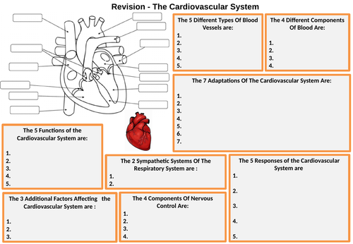 BTEC Sport L3 The Cardiovascular system revision | Teaching Resources