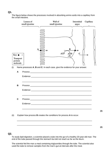 A Level Biology Revision Mats (5 Mats) & Exam Practice | Teaching Resources