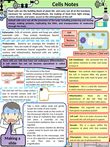 AQA KS4 GCSE Biology (Science) Cells Revision Lesson & Activities ... AQA KS4 GCSE Biology (Science) Cells Revision Lesson & Activities ...