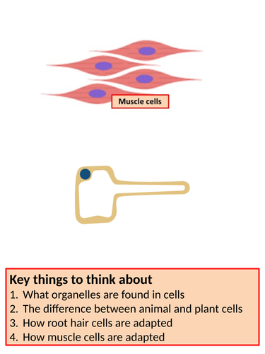 AQA KS4 GCSE Biology (Science) Cells Revision Lesson & Activities ... AQA KS4 GCSE Biology (Science) Cells Revision Lesson & Activities ...