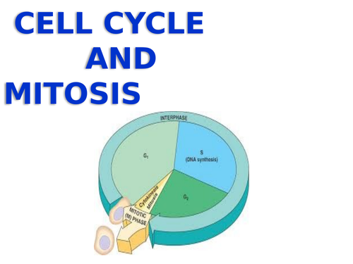 CELL CYCLE AND MITOSIS | Teaching Resources