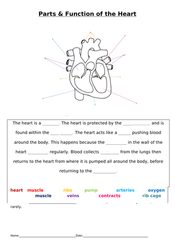 Biology: The Heart (KS3/Grade 8/9) | Teaching Resources