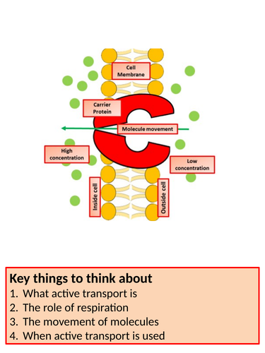 AQA KS4 GCSE Biology (Science) Transport in Cells Revision Lesson ...