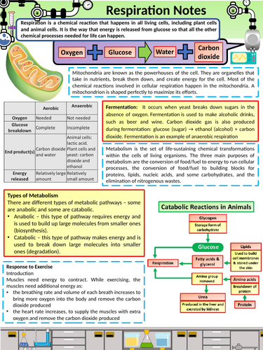 AQA KS4 GCSE Biology (Science) Bioenergetics Revision Lesson ...