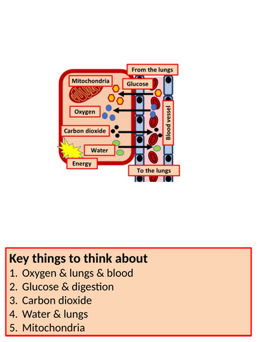 AQA KS4 GCSE Biology (Science) Bioenergetics Revision Lesson ...