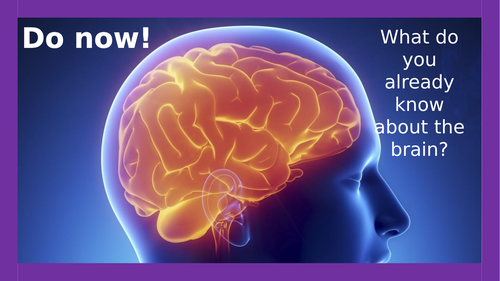 AQA GCSE Psychology: Early Brain Development. (Lesson 1 of Development ...