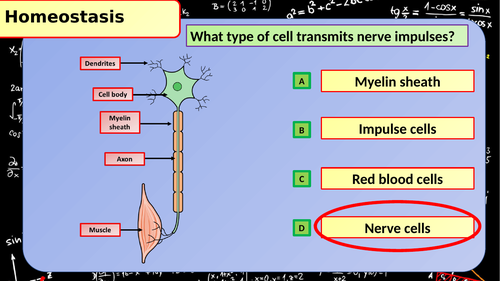 AQA KS4 GCSE Biology (Science) Homeostasis Revision Lesson & Activities ...