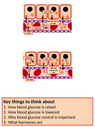 AQA KS4 GCSE Biology (Science) Homeostasis Revision Lesson & Activities ...
