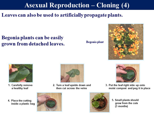 Bio6.14 Selective Breeding & Cloning | Teaching Resources