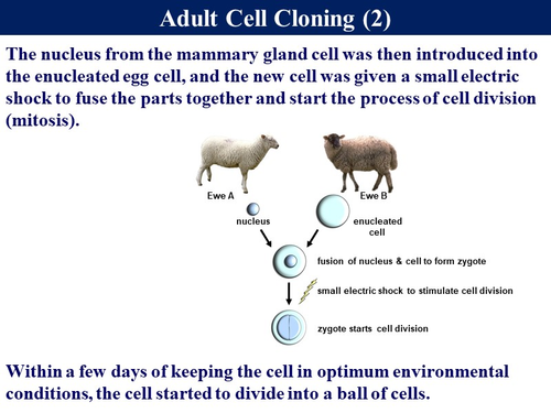 Bio6.14 Selective Breeding & Cloning | Teaching Resources