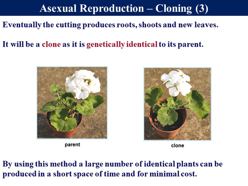 Bio6.14 Selective Breeding & Cloning | Teaching Resources