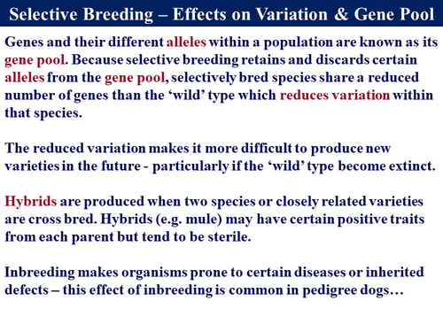 Bio6.14 Selective Breeding & Cloning | Teaching Resources