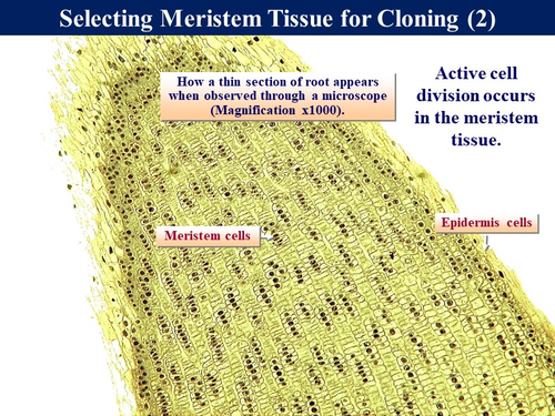 Bio6.14 Selective Breeding & Cloning | Teaching Resources