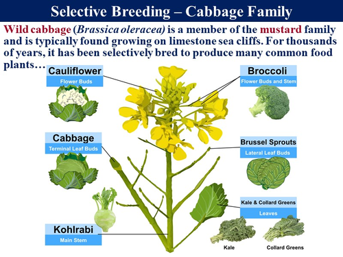 Bio6.14 Selective Breeding & Cloning | Teaching Resources