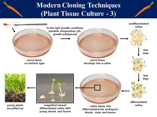 Bio6.14 Selective Breeding & Cloning | Teaching Resources
