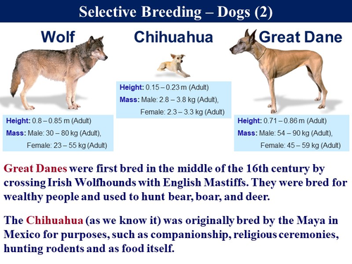 Bio6.14 Selective Breeding & Cloning | Teaching Resources