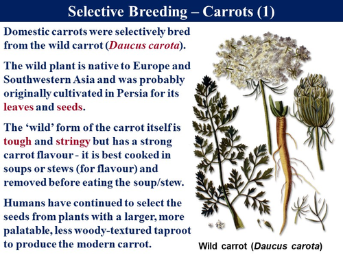 Bio6.14 Selective Breeding & Cloning | Teaching Resources