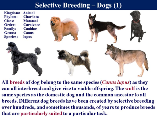 Bio6.14 Selective Breeding & Cloning | Teaching Resources