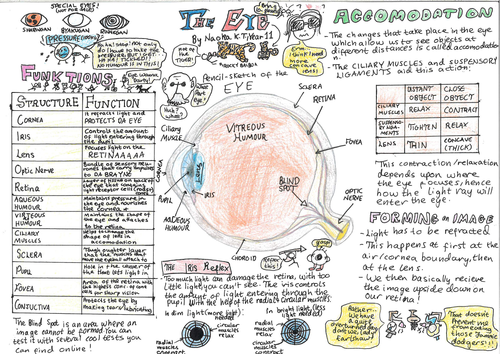 Structure and function of the eye poster - Pearson IGCSE Biology ...