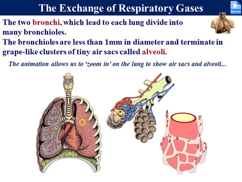 Bio1.3.1 Exchange Surfaces - Characteristics & Examples.pptx | Teaching ...