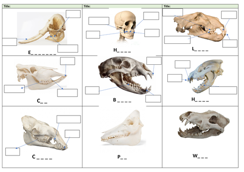 Year 4 Animals including Humans: Full Science Unit | Teaching Resources Year 4 Animals including Humans: Full Science Unit | Teaching Resources