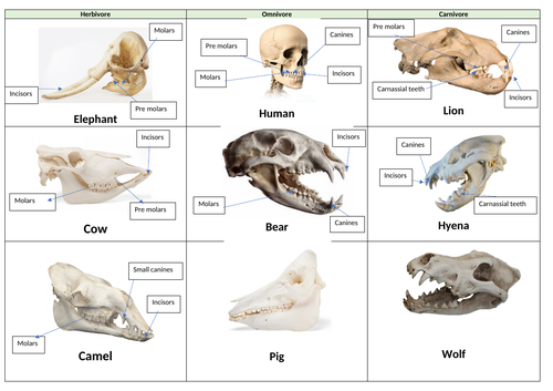 Year 4 Animals including Humans: Full Science Unit | Teaching Resources Year 4 Animals including Humans: Full Science Unit | Teaching Resources