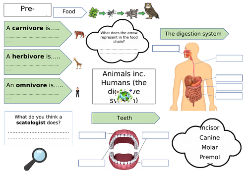 Year 4 Animals including Humans: Full Science Unit | Teaching Resources Year 4 Animals including Humans: Full Science Unit | Teaching Resources