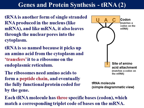Bio6.6 DNA & the Genetic Code | Teaching Resources