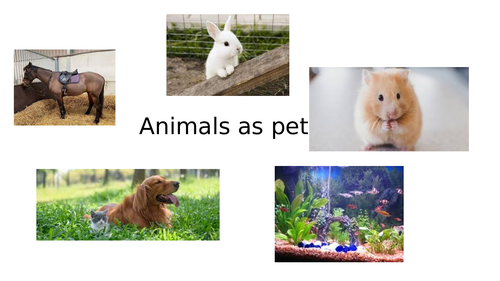 Year 1 Science: Animals and their needs | Teaching Resources