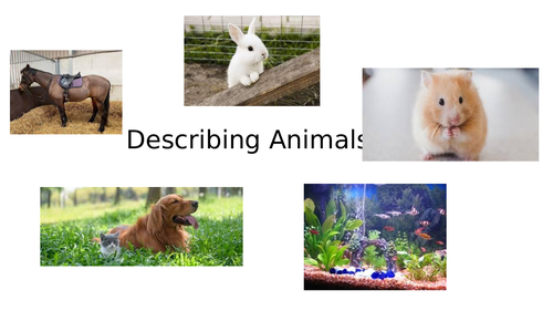 Year 1 Science: Animals and their needs | Teaching Resources