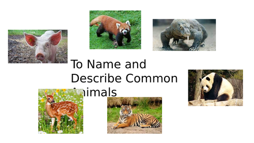 Year 1 Science: Animals and their needs | Teaching Resources