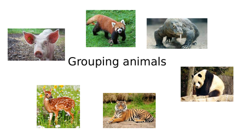 Year 1 Science: Animals and their needs | Teaching Resources