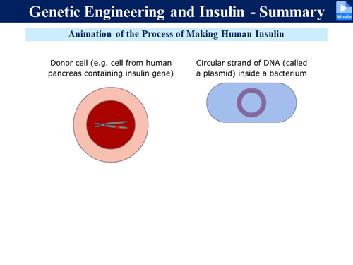 Bio7.20 Genetic Engineering - 1 (Gene Manipulation, Insulin ...