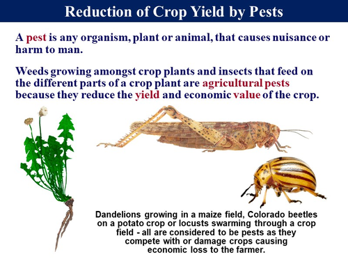 Bio7.18 Pest Control | Teaching Resources
