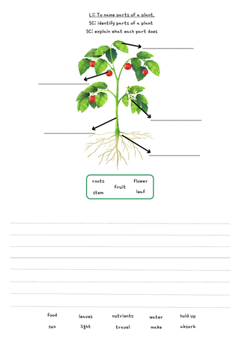 Parts of a plant KS1 differentiated worksheet | Teaching Resources
