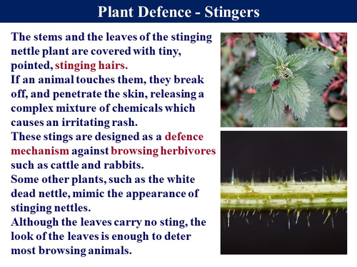 Bio3.11 Plant Defence & Animal Metabolism | Teaching Resources