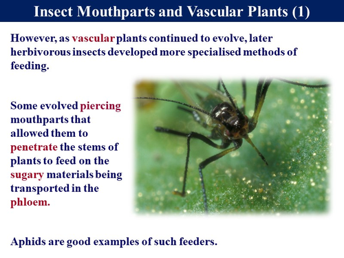 Bio3.11 Plant Defence & Animal Metabolism | Teaching Resources