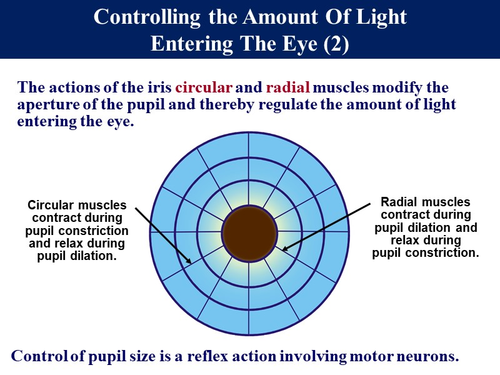Bio5.12 Nervous System - The Eye | Teaching Resources