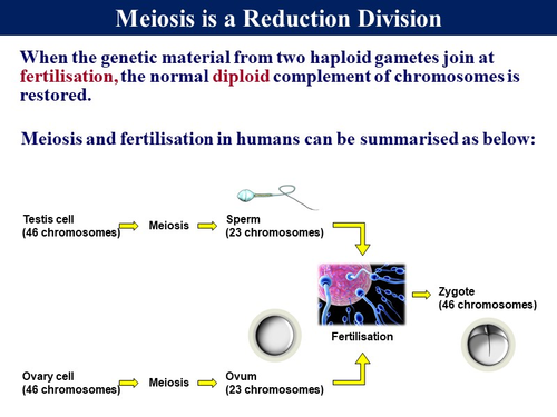 Bio6.3 Meiosis - Gametes & Variation | Teaching Resources