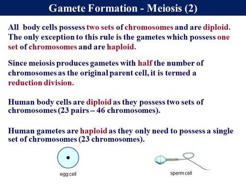 Bio6.3 Meiosis - Gametes & Variation | Teaching Resources