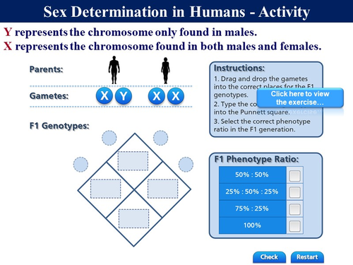 Bio6.9 Sex Determination in Humans | Teaching Resources