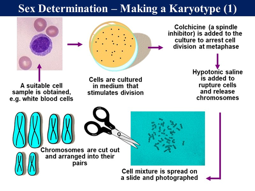 Bio6.9 Sex Determination in Humans | Teaching Resources