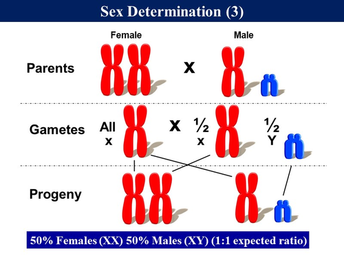 Bio6.9 Sex Determination in Humans | Teaching Resources